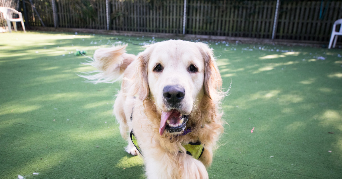 Golden Retriever Dog Breed | Temperament & Characteristics - Ask Woodgreen