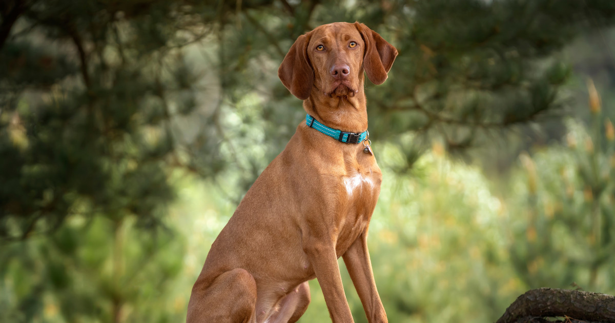 Hungarian Vizsla Dog Breed | Temperament & Characteristics - Ask Woodgreen