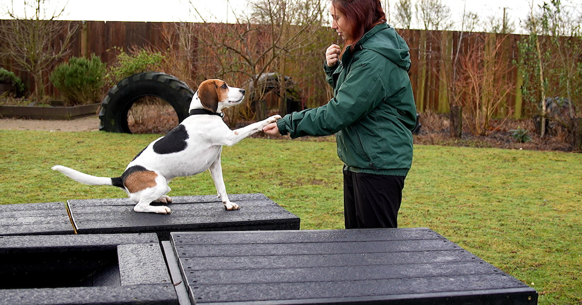 How To Stop & Prevent Destructive Behaviour In Dogs - Ask Woodgreen