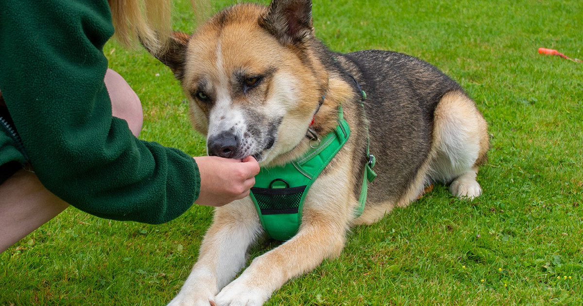 How To Use a Muzzle on a Dog | A Step-by-step Guide - Ask Woodgreen