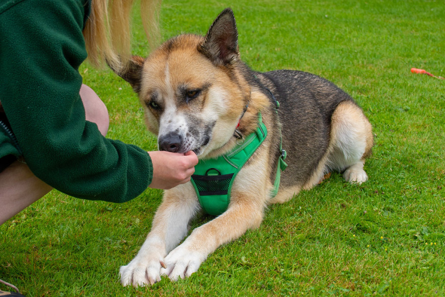 How To Use a Muzzle on a Dog | A Step-by-step Guide - Ask Woodgreen