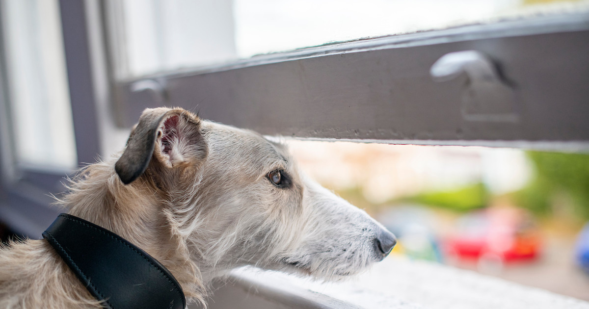 Why Is My Dog Trembling & Shaking | Signs Of Distress - Ask Woodgreen ...