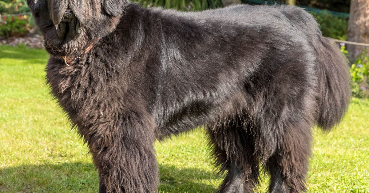 Newfoundland Dog Breed | Characteristics & Traits - Ask Woodgreen