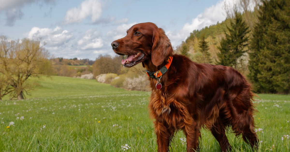 Irish Setter | Temperament & Traits - Ask Woodgreen