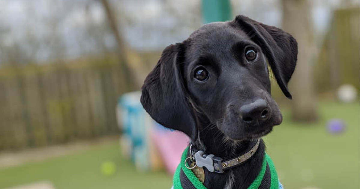 Dog Adolescence: Top Tips For Dealing With An Adolescent Dog - Ask ...