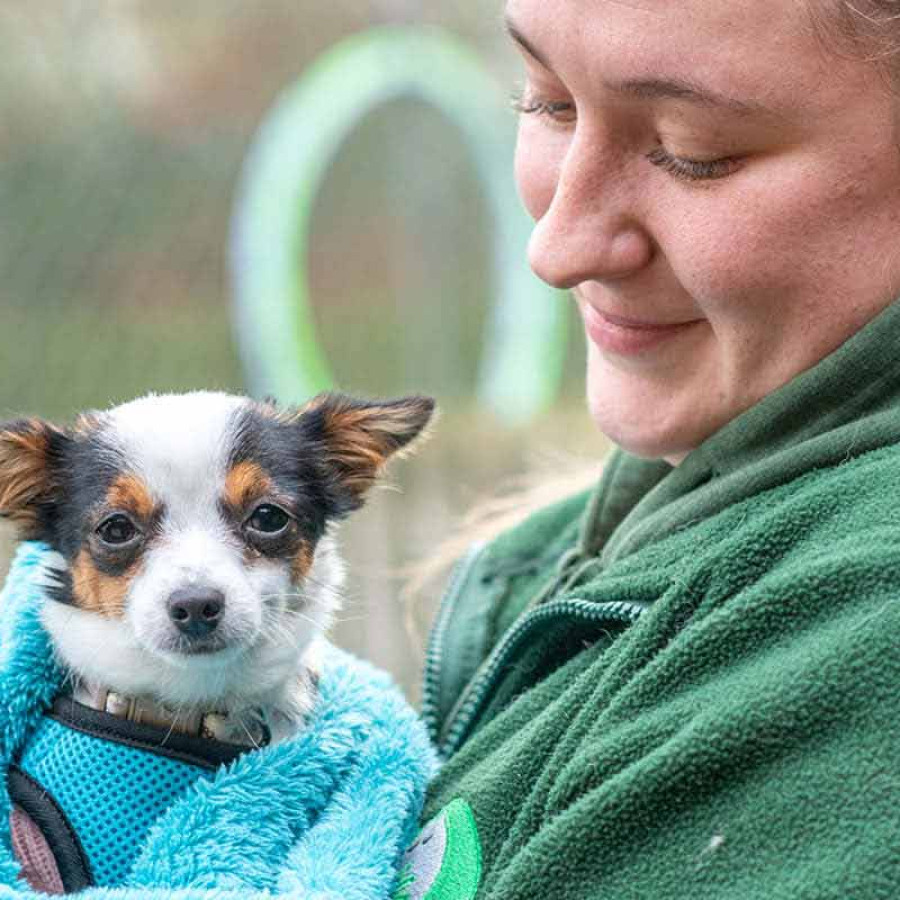 Canine Parvovirus: Symptoms, Treatments & Prevention – Ask Woodgreen