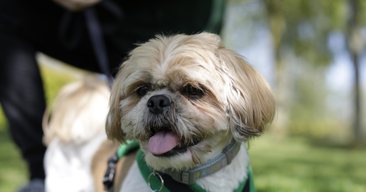 Animals Dog Shih Tzu Shih Tzus: Small Elegant Companions