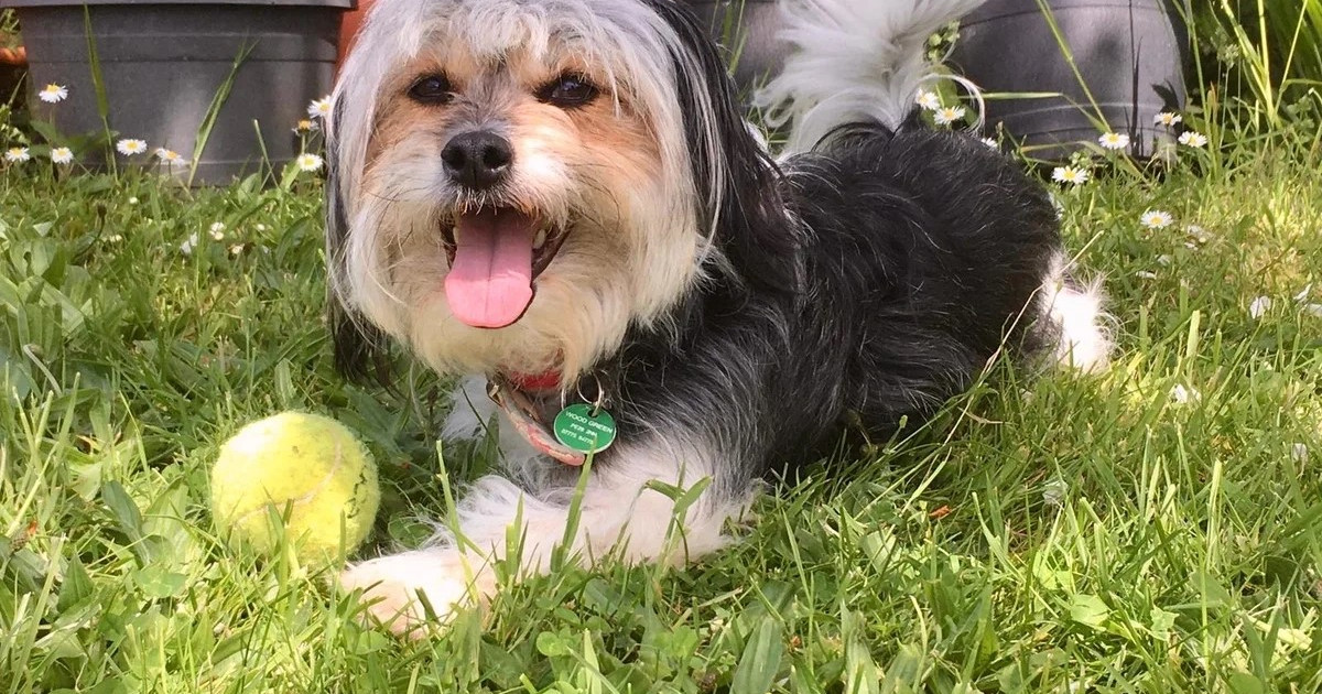 Dogs Guarding Toys: How To Stop A Territorial Dog - Ask Woodgreen