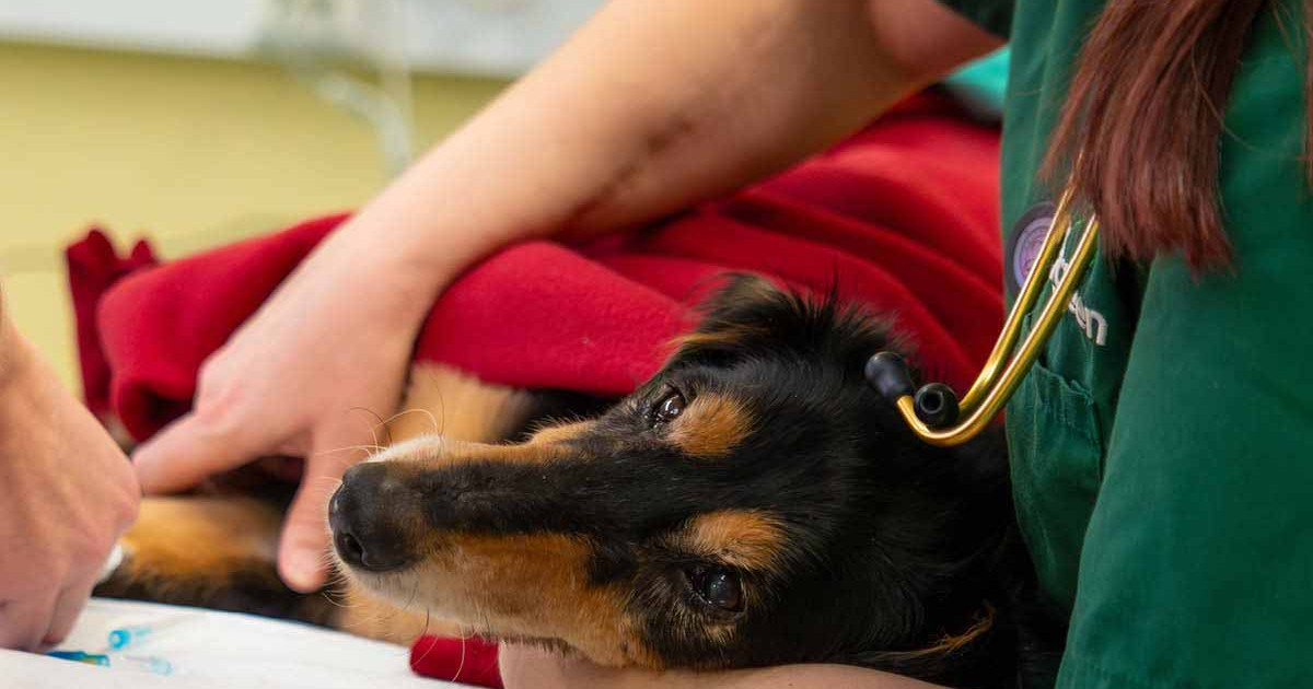 Canine Parvovirus: Symptoms, Treatments & Prevention – Ask Woodgreen