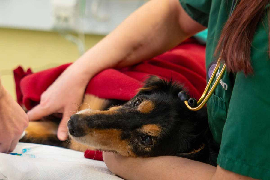 Canine Parvovirus: Symptoms, Treatments & Prevention – Ask Woodgreen