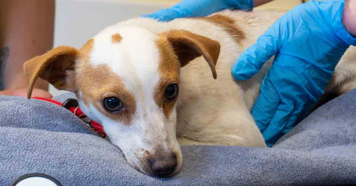 How to Cure Dog Diarrhoea: Causes, Prevention, and Medicine for Dogs ...