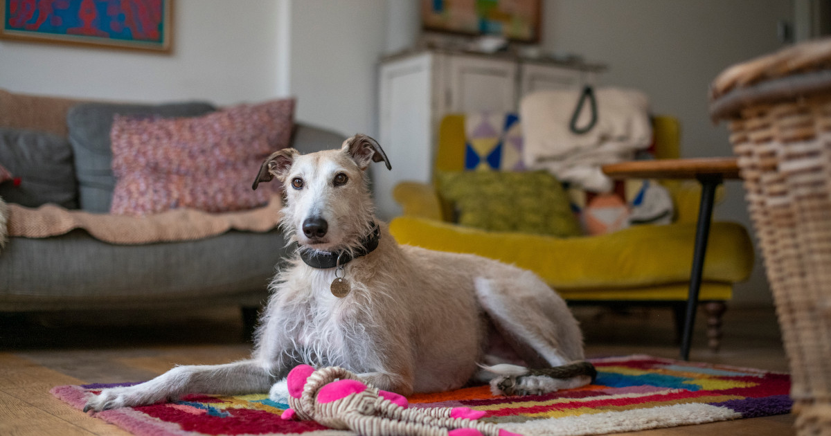 How To Dog Proof Your Home | Dog & Puppy Proofing - Ask Woodgreen