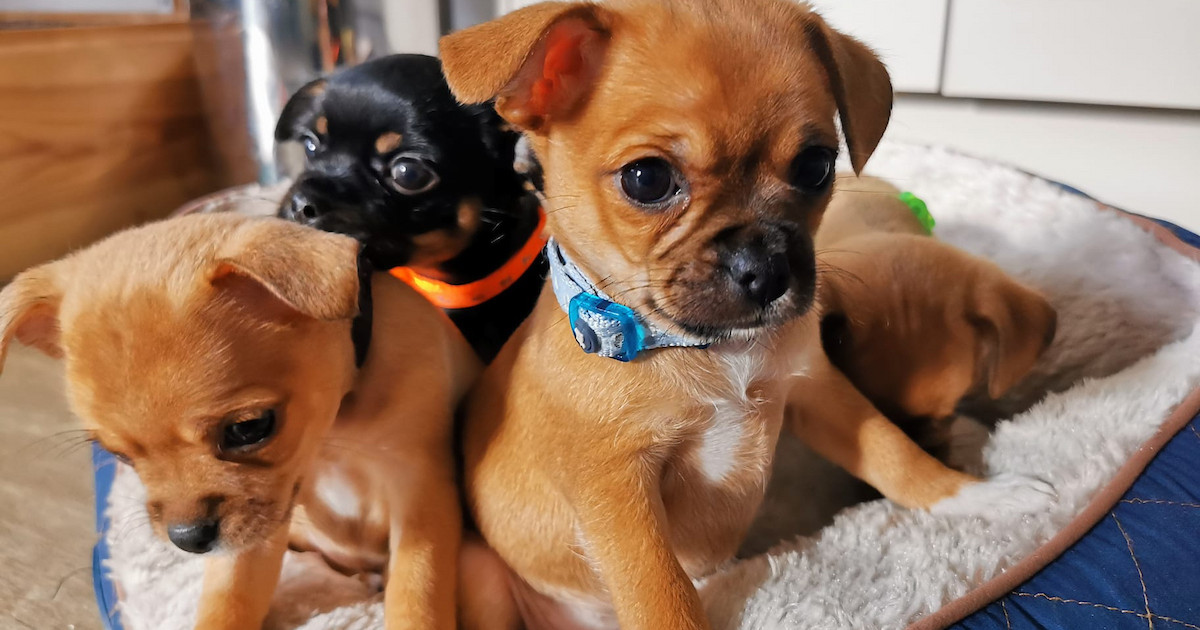Questions To Ask When Buying A Puppy Or Dog - Ask Woodgreen
