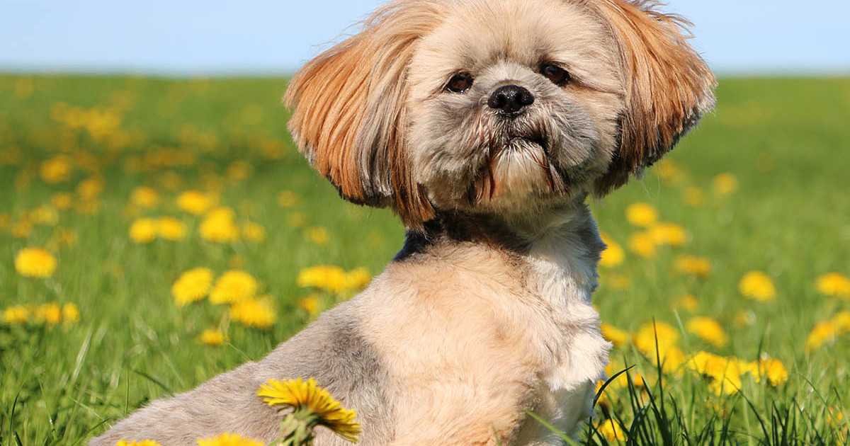 Lhasa Apso Dog Breed | Characteristics & Traits - Ask Woodgreen
