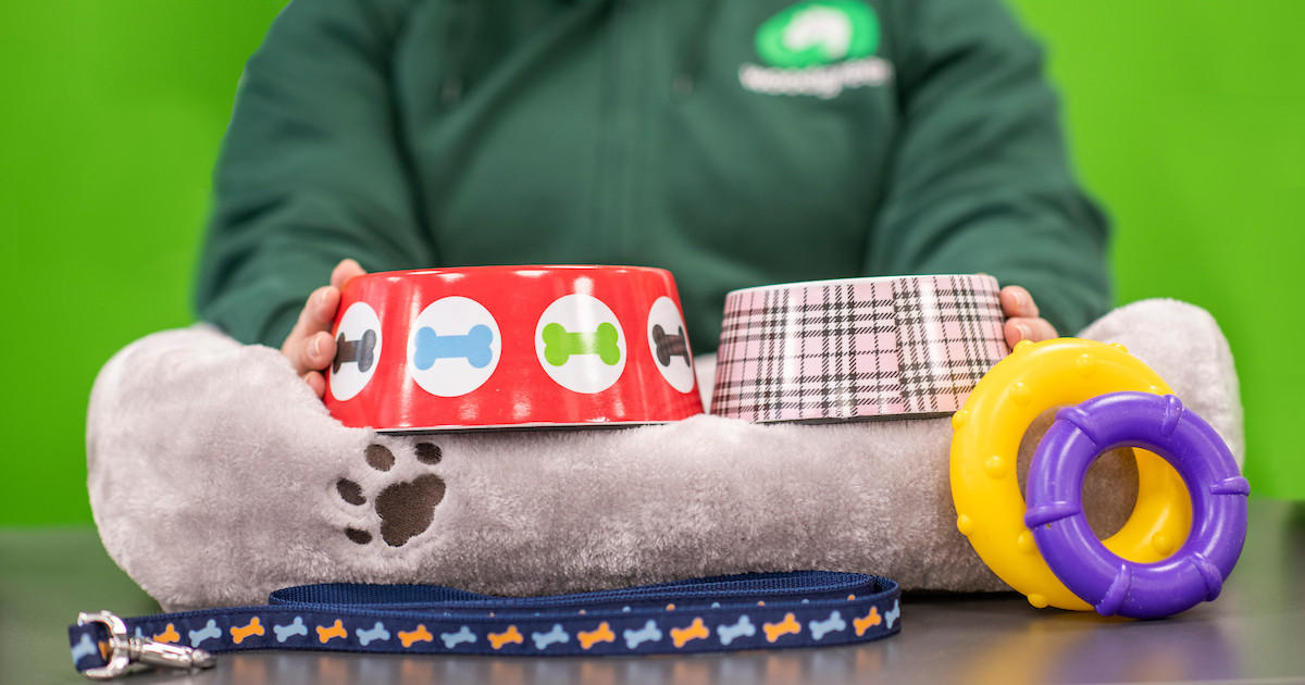 Essential Dog Items | Get Ready For A New Dog Or Puppy - Ask Woodgreen