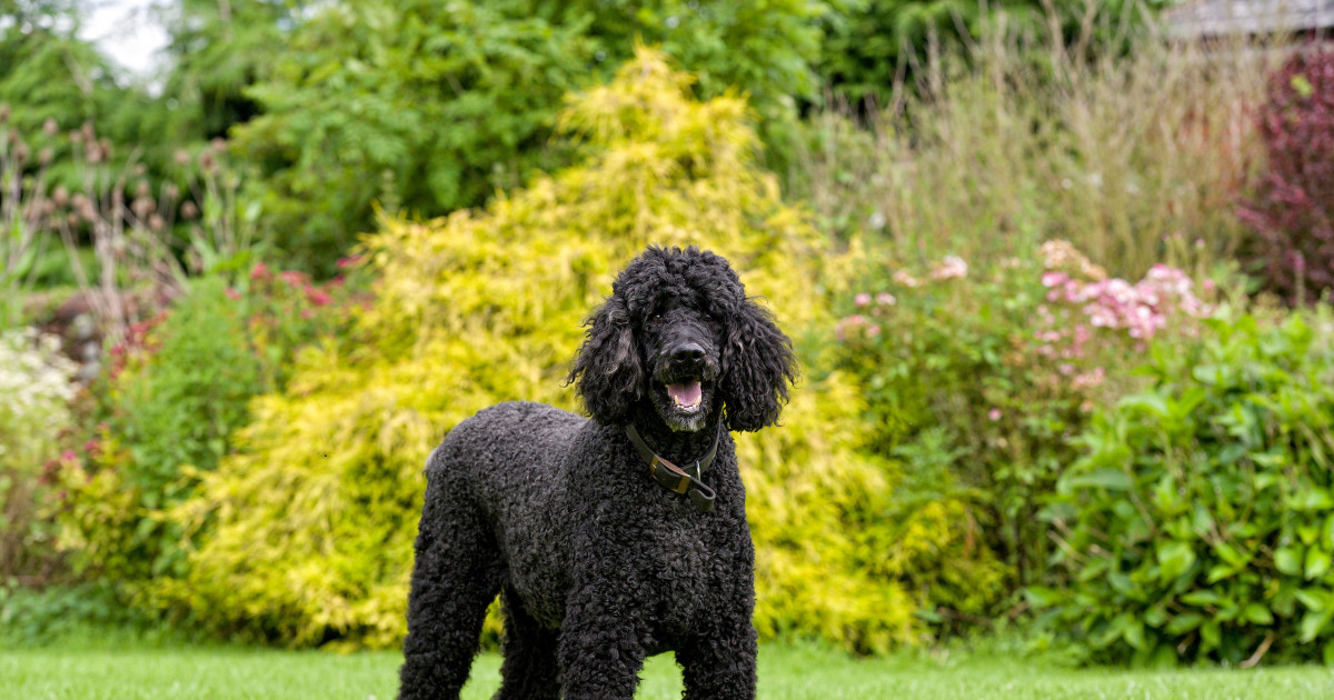 Standard Poodle Dog Breed | Temperament & Characteristics - Ask Woodgreen