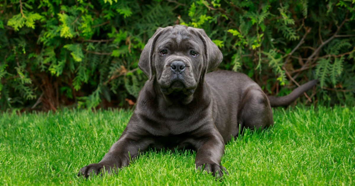 Cane Corso Dog Breed | Temperament & Traits - Ask Woodgreen