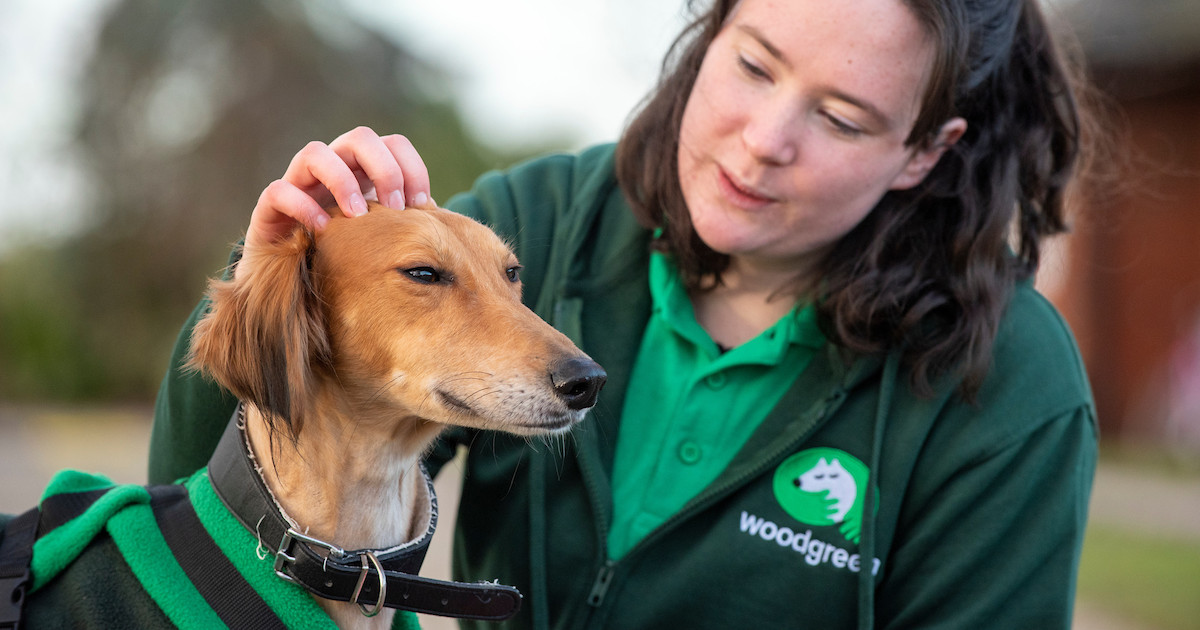 Rehoming A Pet Dog | Help On How To Give Up A Dog - Ask Woodgreen