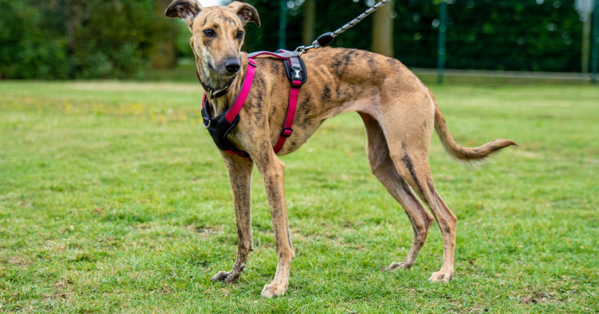 Lurcher Dog Breed | Temperament & Characteristics - Ask Woodgreen