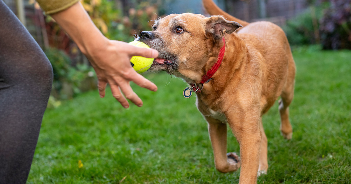 How To Break Food Aggression & Possessive Behaviour In Dogs - Ask Woodgreen