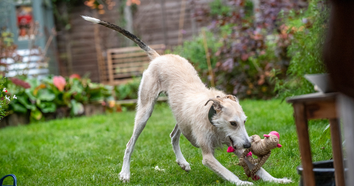 How To Stop A Dog Digging The Ground Or In The Garden - Ask Woodgreen