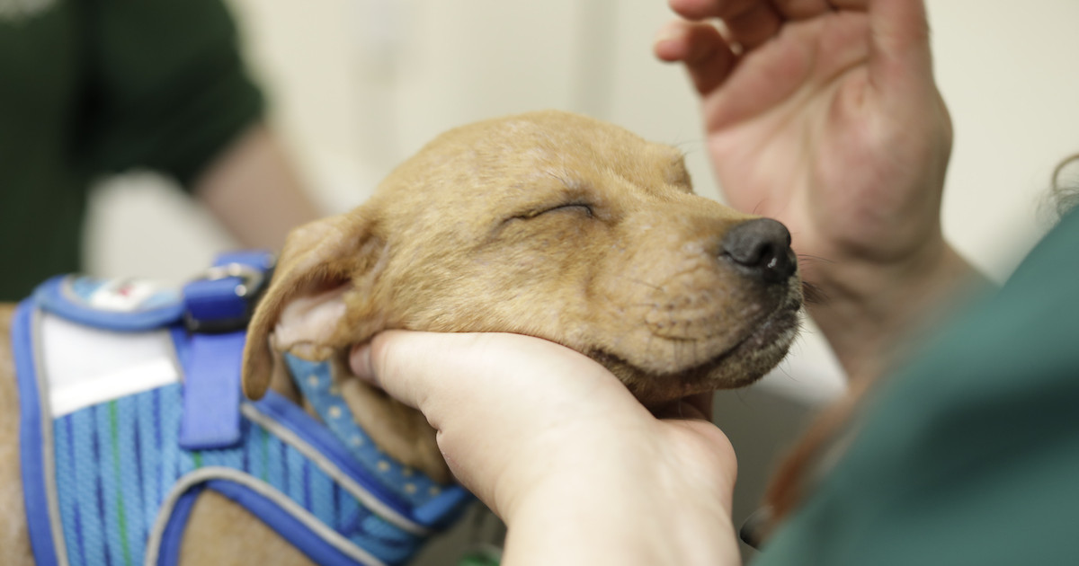 Dog First Aid | Lifesaving Steps For Canine First Aid - Ask Woodgreen