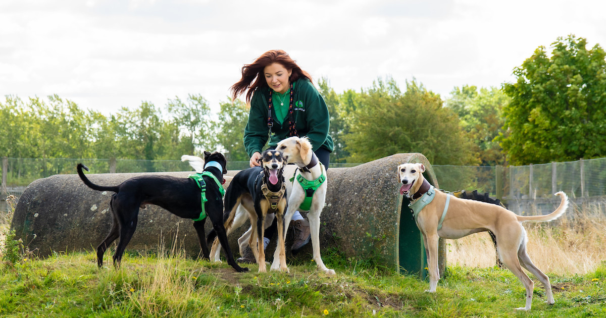 How To Deal With Dog Aggression Towards Other Dogs - Ask Woodgreen