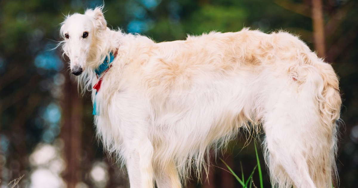 Borzoi Dog Breed: Russian Wolfhound | Temperament & Cost - Ask Woodgreen