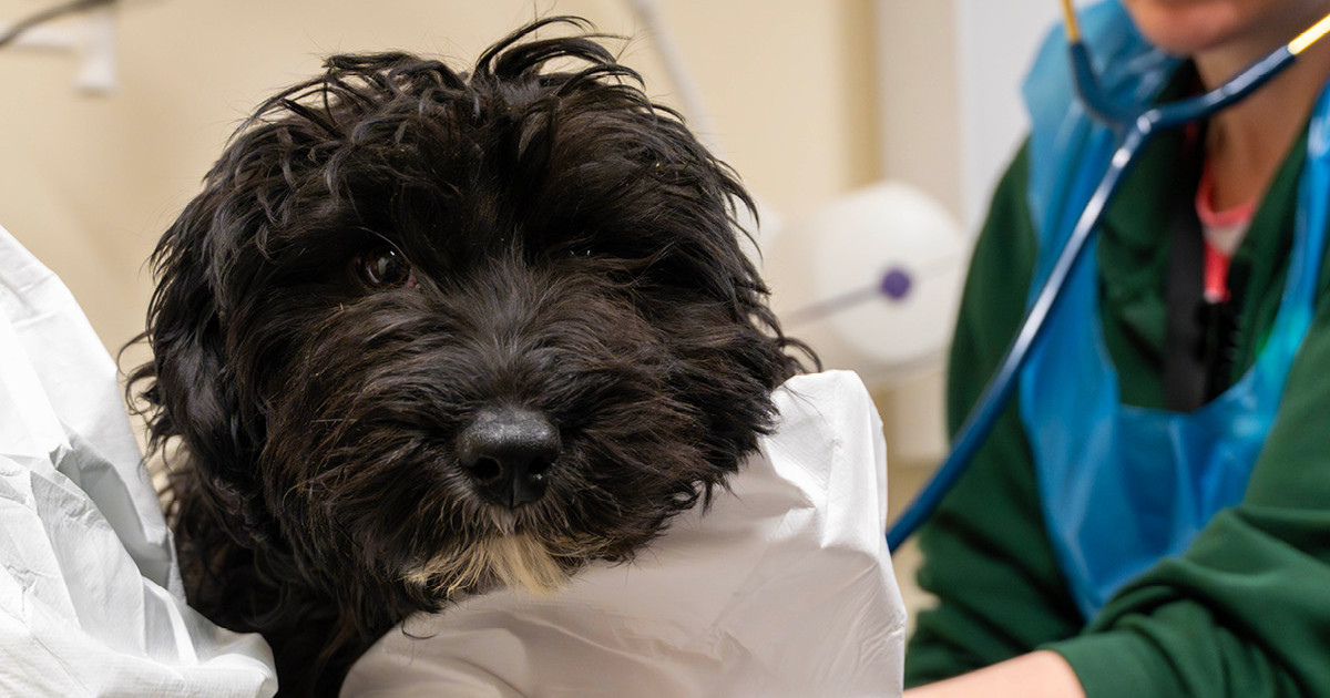 When to spay a dog - Ask Woodgreen | Woodgreen Pet Charity