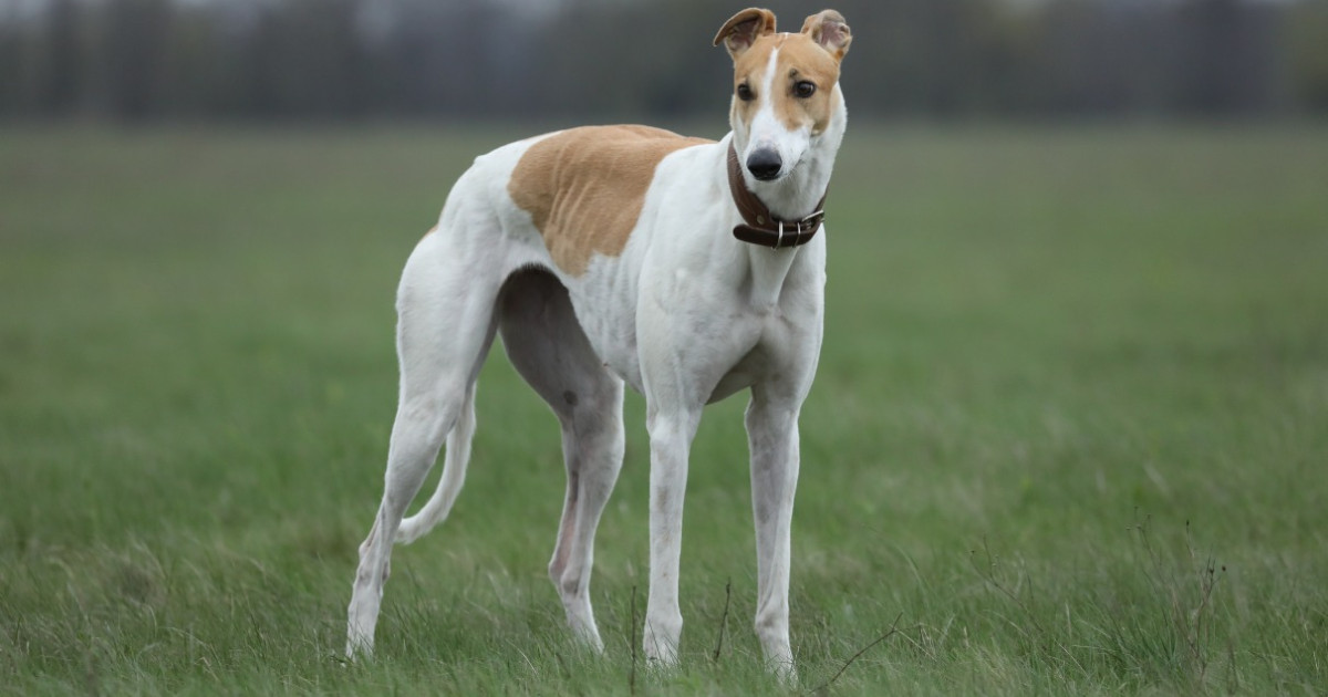 Greyhound Dog Breed | Temperament & Characteristics - Ask Woodgreen