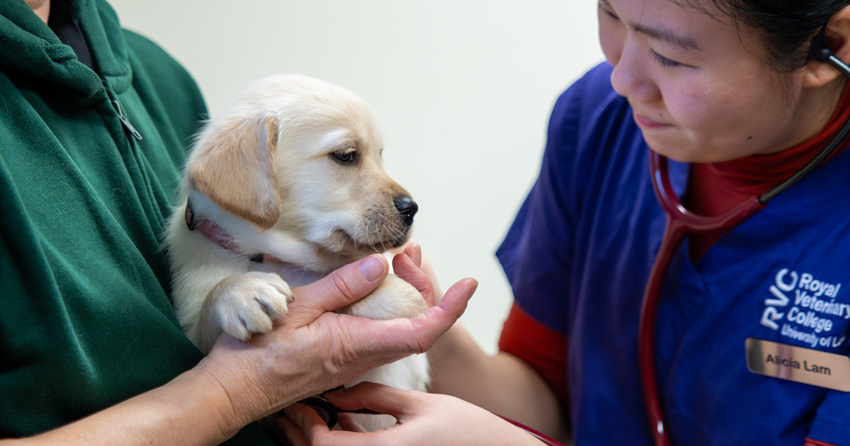 Puppy vaccinations: timeline, costs, and advice guide - Ask Woodgreen ...