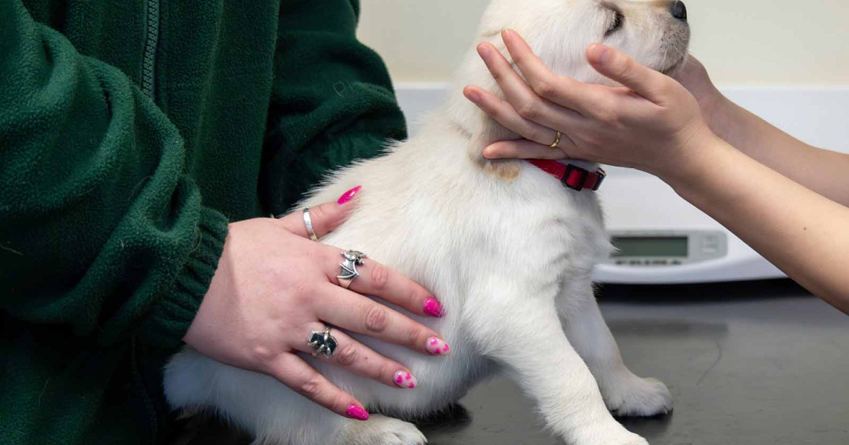 Histiocytoma In Dogs: Causes, Treatment & Home Remedies - Ask Woodgreen