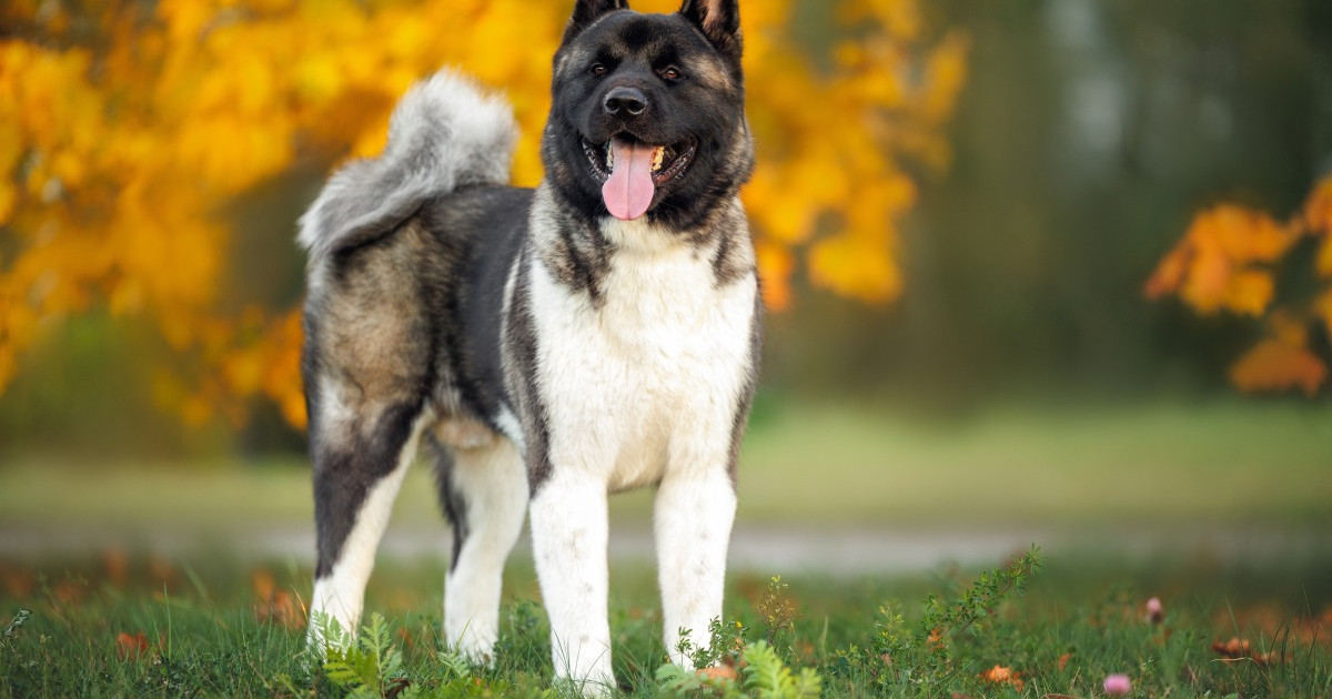 American Akita Dog Breed | Temperament & Characteristics - Ask Woodgreen