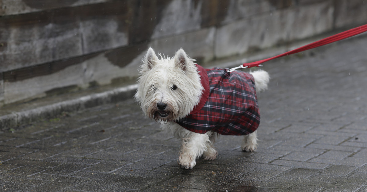 West Highland White Terrier Dog Breed | Temperament & Traits - Ask ...