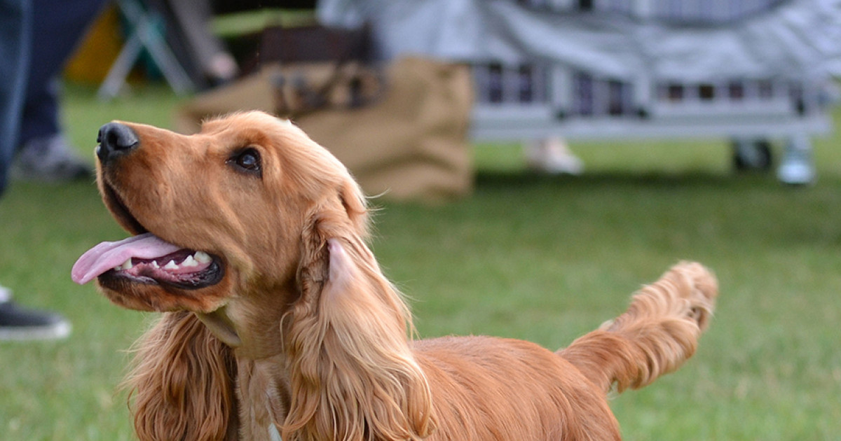 Cocker Spaniel Dog Breed | Characteristics& Personality - Ask Woodgreen