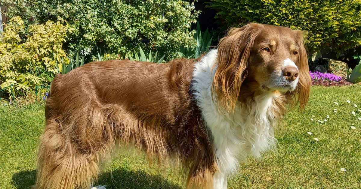 Sprollie Dog Breed | Temperament & Traits - Ask Woodgreen