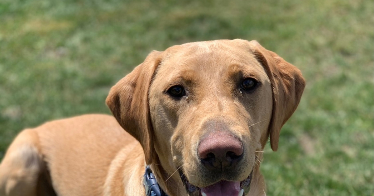 Labrador Retriever Dog Breed | Temperament & Traits - Ask Woodgreen