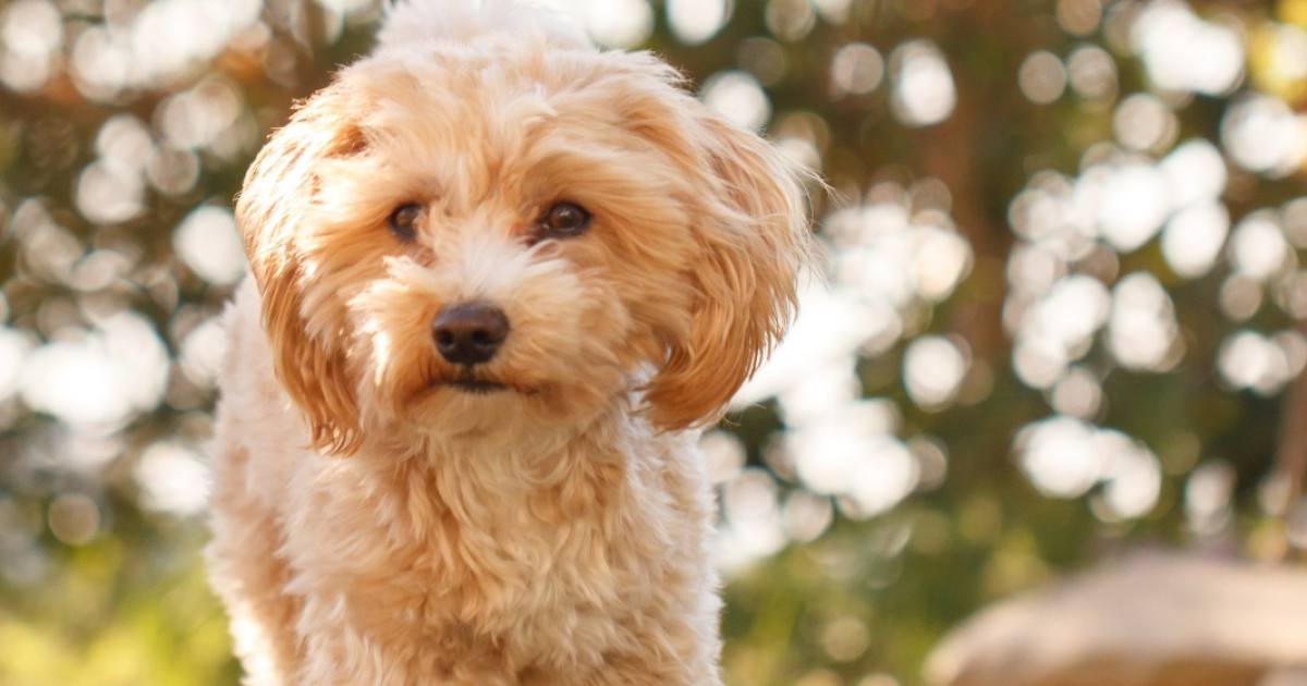 Maltipoo Dog Breed | Temperament & Traits - Ask Woodgreen
