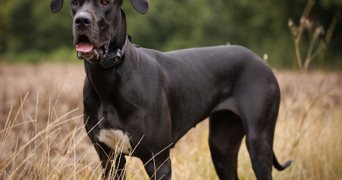 Great Dane Dog Breed | Life Span, Size, Temperament & Traits - Ask ...