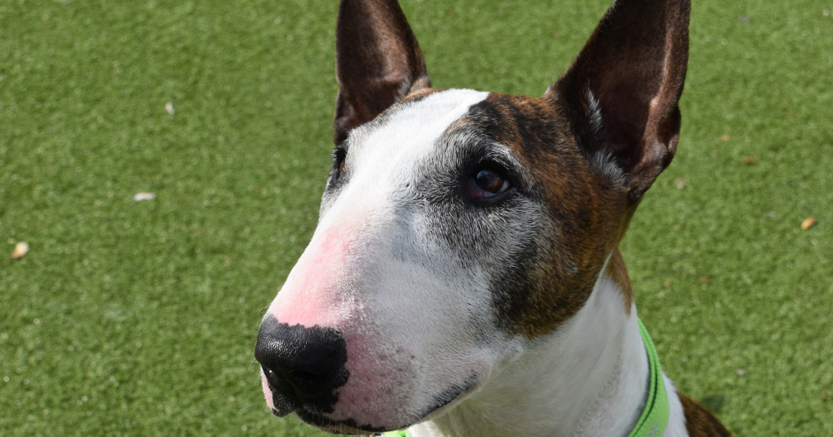 Bull Terrier Dog Breeds| Temperament, Traits & Personality - Ask Woodgreen
