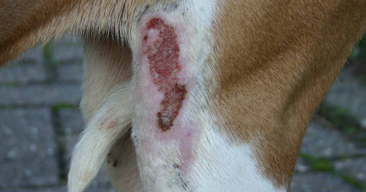 Dog Hotspot: Causes Of Hotspots On Dogs, How To Prevent & Treat – Ask ...