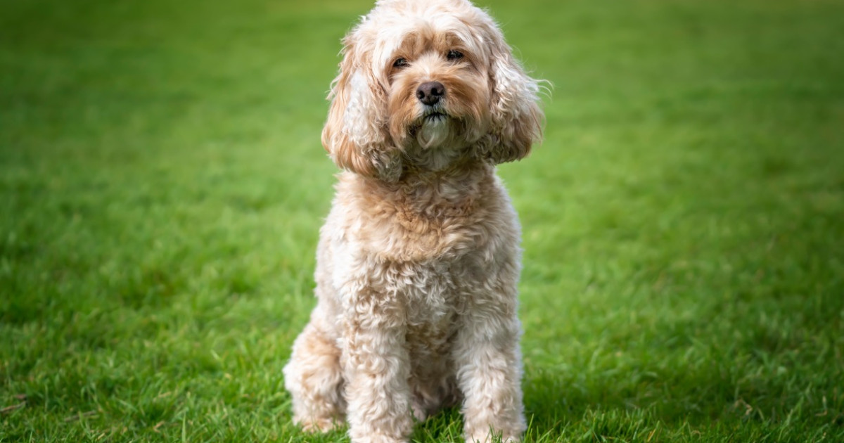Cavapoo Dog Breed | Temperament & Traits - Ask Woodgreen